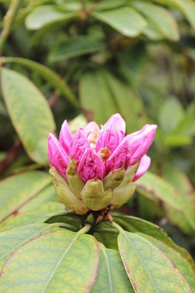 Rhododendron 'Lady Annet de Trafford' in the Rhododendrons Database ...
