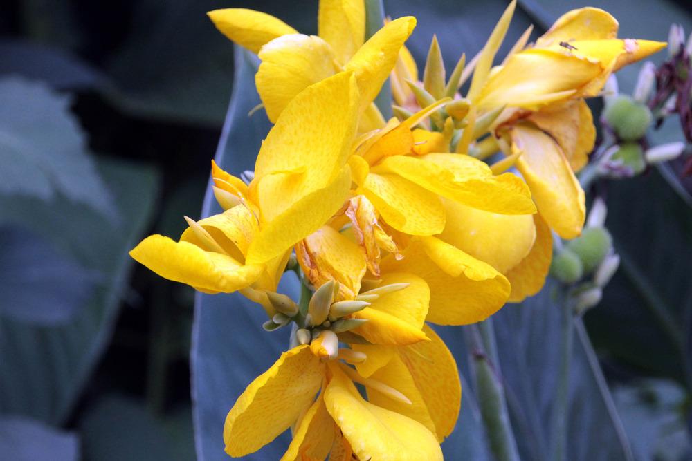 Photo of the bloom of Canna 'Lemon Punch' posted by luvsgrtdanes ...