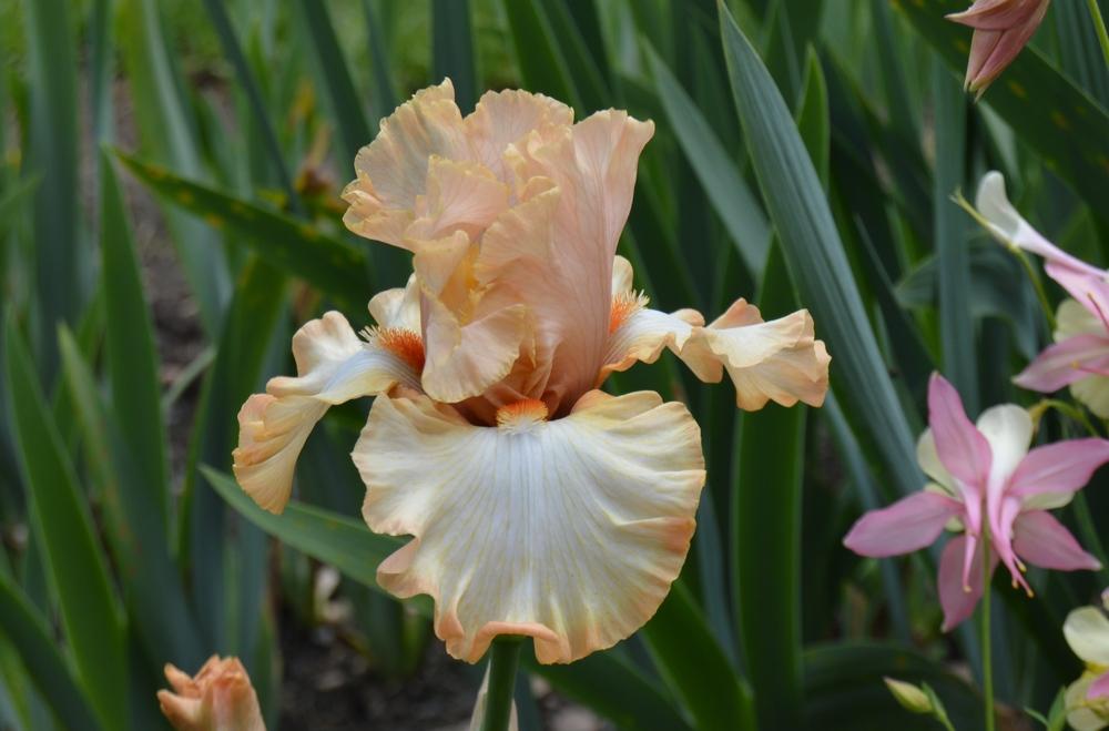 Tall Bearded Iris (Iris 'Darling Beware') in the Irises Database ...