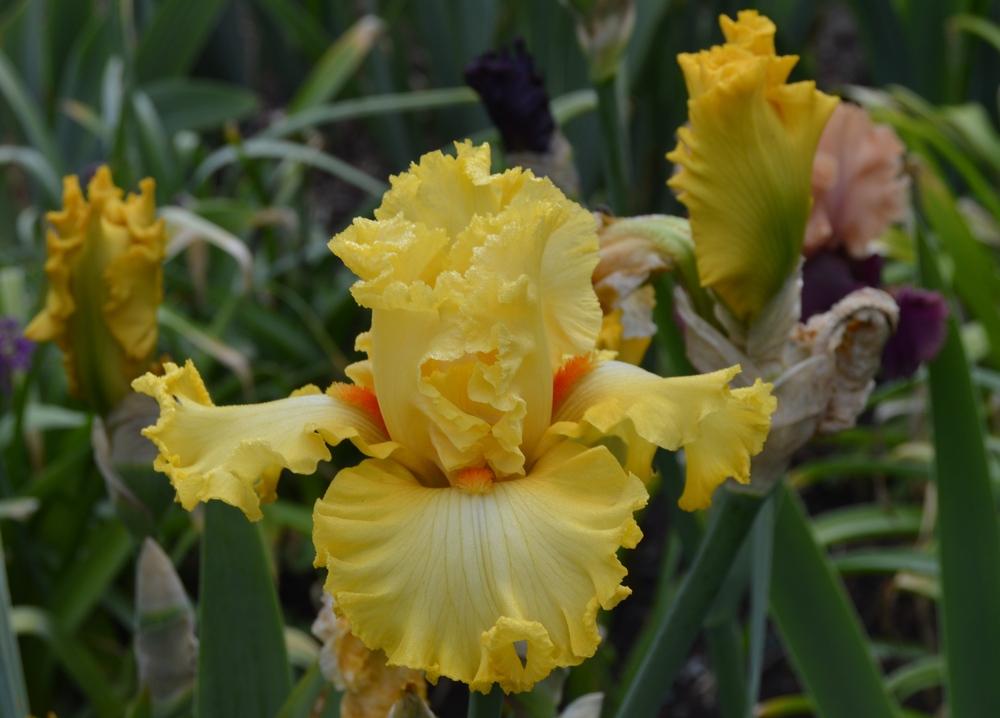 Photo of the bloom of Tall Bearded Iris (Iris 'Dance Til Dawn') posted ...