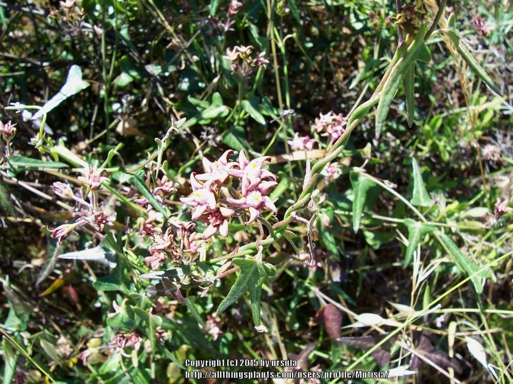 Tweedia birostrata - Garden.org