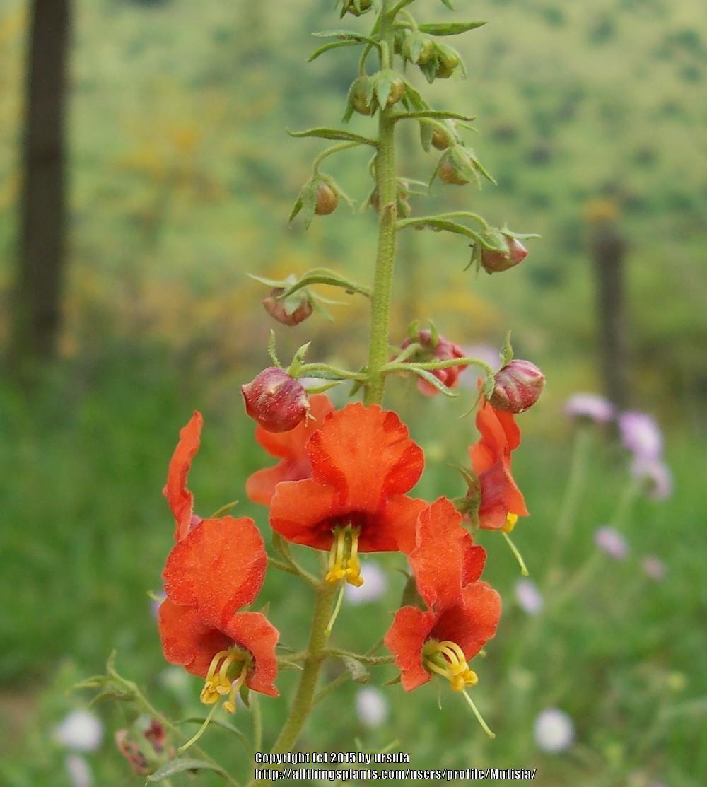 Mask Flower (Alonsoa meridionalis) - Garden.org