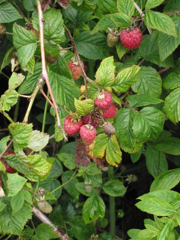 Raspberry (Rubus idaeus 'Schonemann') in the Rubus Database - Garden.org
