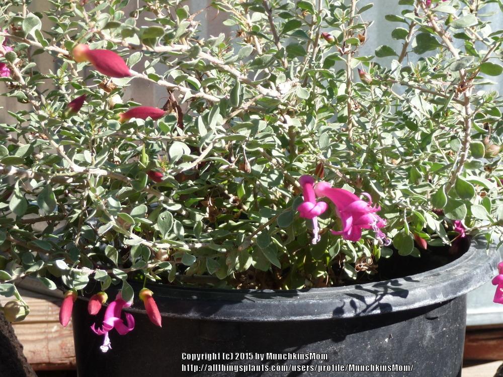 Photo of the entire plant of Emu Bush (Eremophila maculata Valentine ...