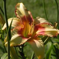Photo of the bloom of Daylily (Hemerocallis 'Raspberry Sickle') posted ...