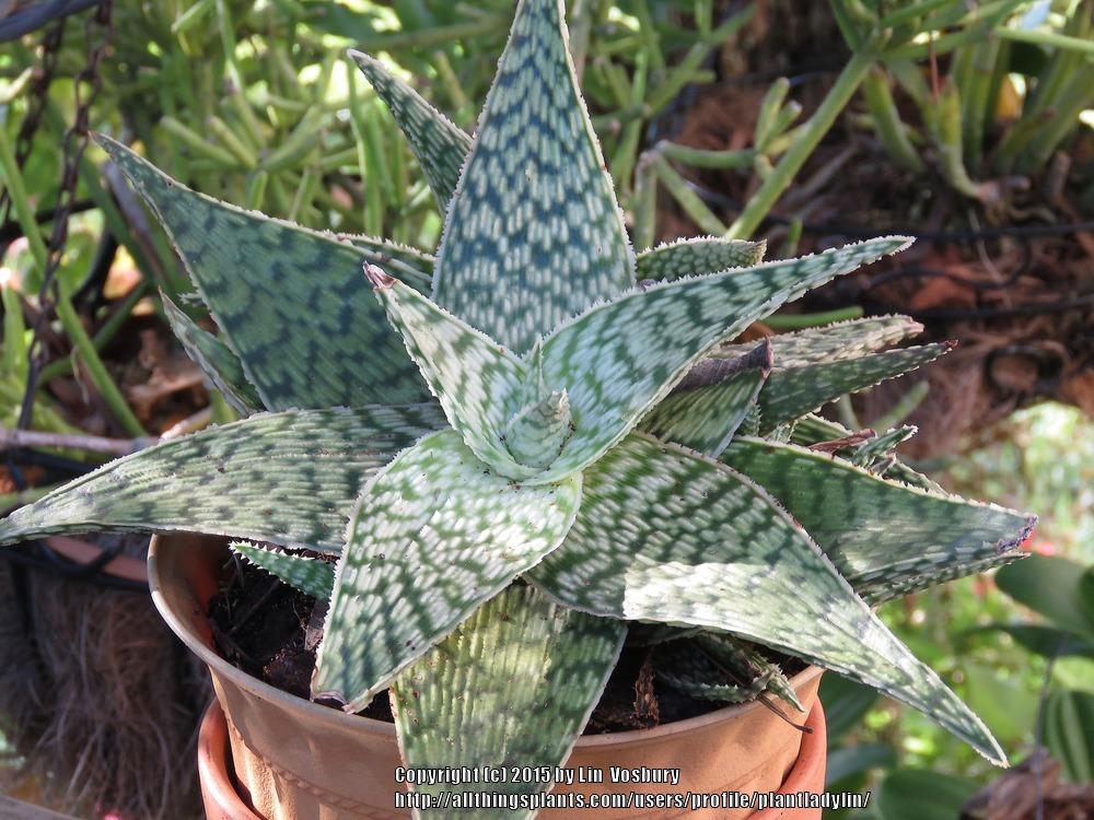 Photo of the entire plant of Aloe 'Delta Lights' posted by plantladylin ...