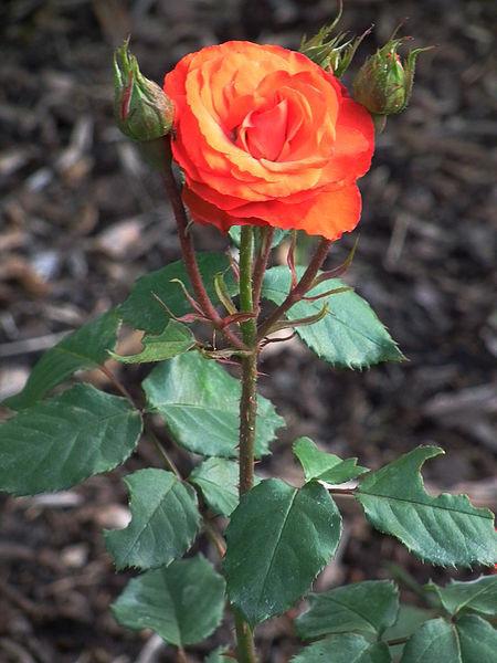 Rose (Rosa 'Anne Cocker') in the Roses Database - Garden.org