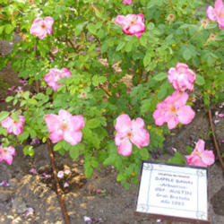 Rose (Rosa 'Dapple Dawn') in the Roses Database - Garden.org