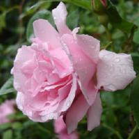 Photo of the bloom of Rose (Rosa 'Kathleen Harrop') posted by ...