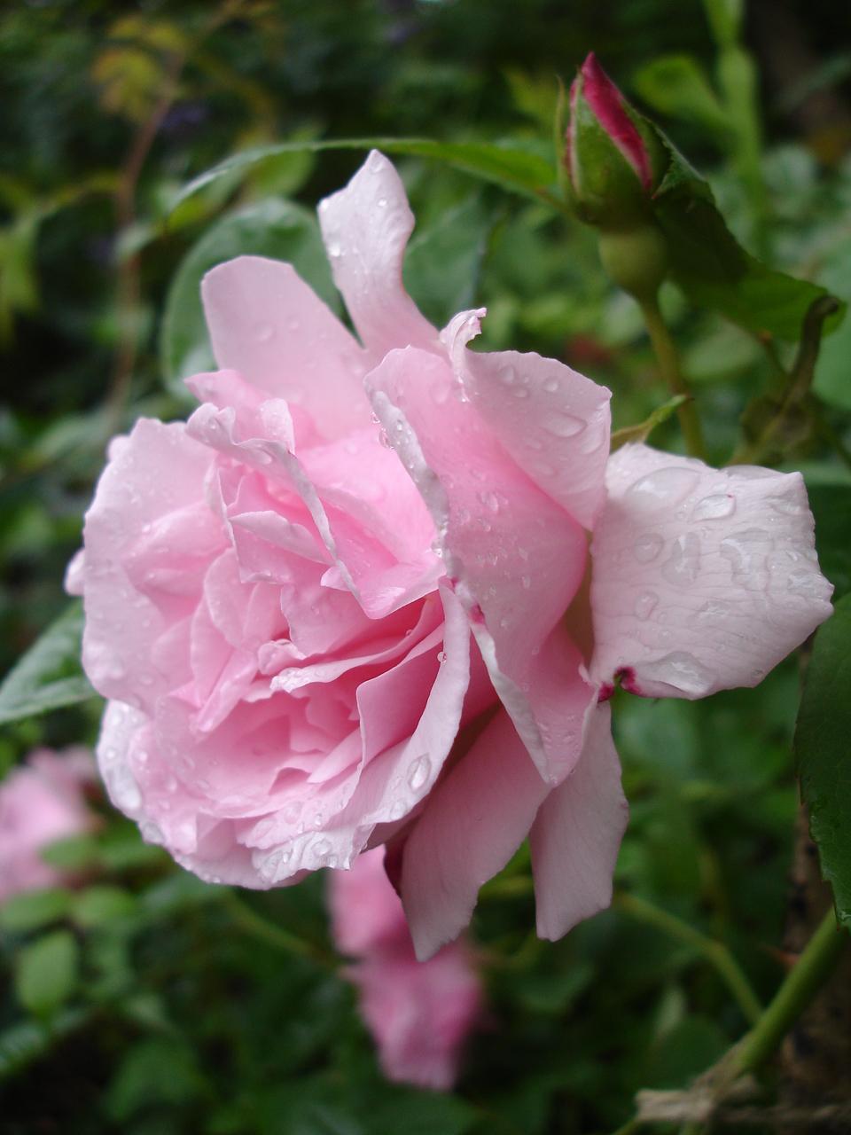 Photo of the bloom of Rose (Rosa 'Kathleen Harrop') posted by ...