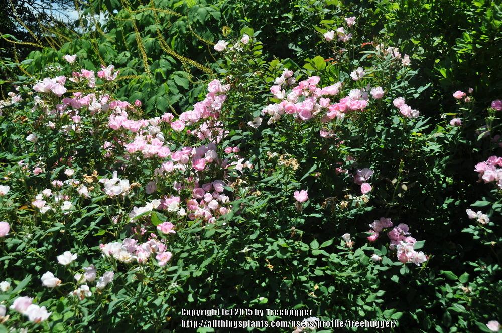Rose (Rosa 'Blushing Knock Out') in the Roses Database - Garden.org