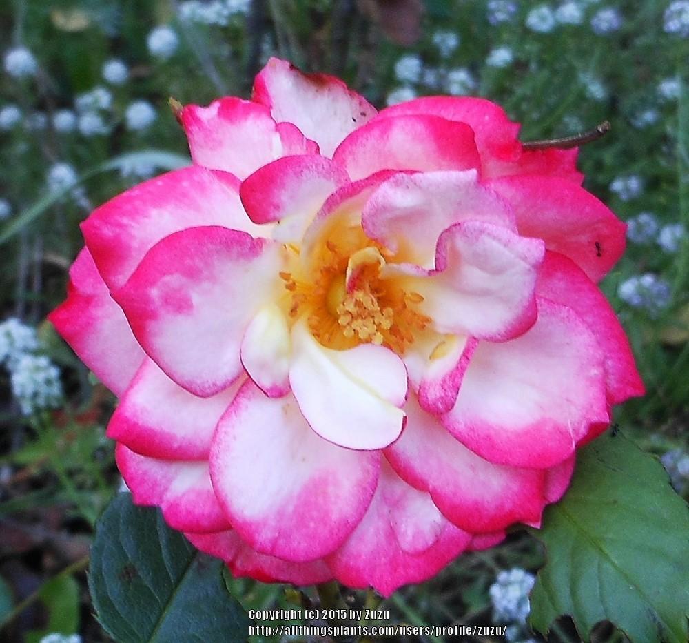 Rose (Rosa 'Len Turner') in the Roses Database - Garden.org