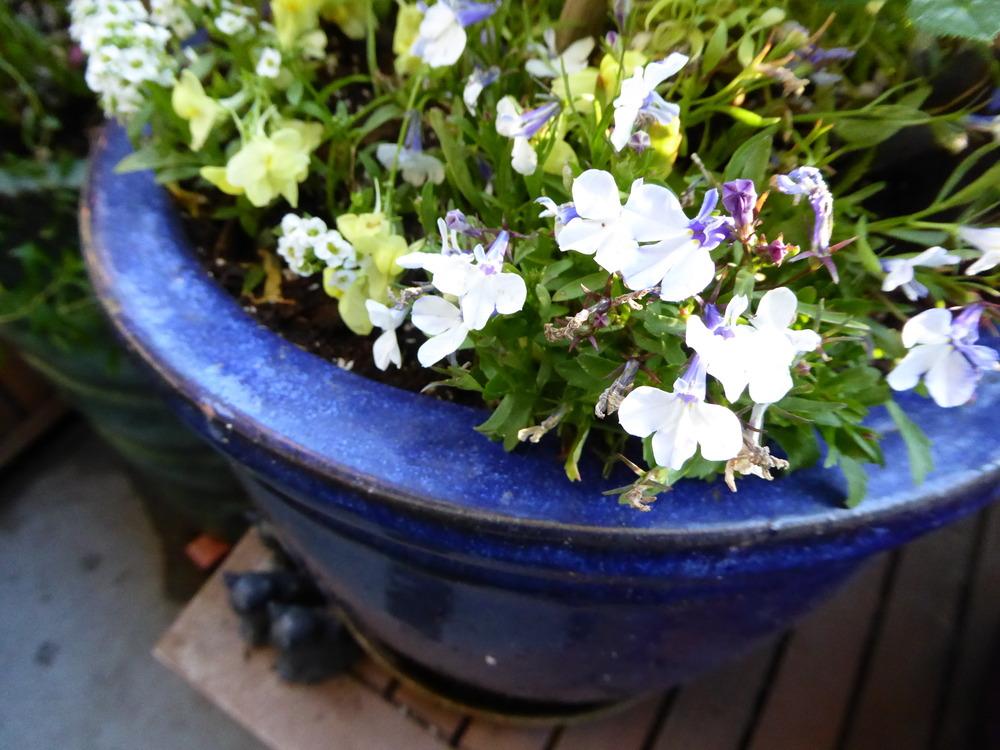 Edging Lobelia (Lobelia erinus 'Riviera Blue Splash') - Garden.org