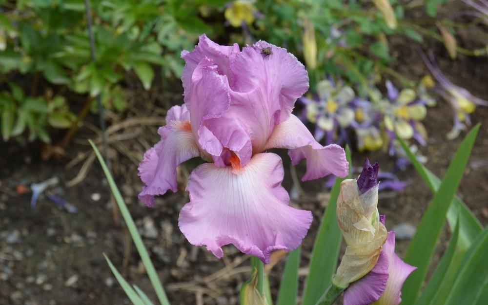 Tall Bearded Iris (Iris 'Ever So Lovely') in the Irises Database ...