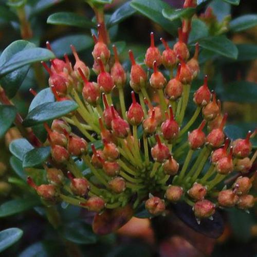 Sand Myrtle (Leiophyllum buxifolium) - Garden.org