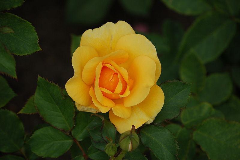 Rose (Rosa 'Benita') in the Roses Database - Garden.org