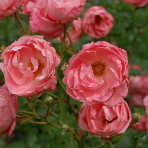 Rose (Rosa 'Bluhwunder') in the Roses Database - Garden.org