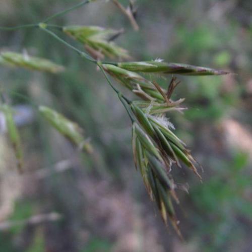 Lemmon's needlegrass (Eriocoma lemmonii) - Garden.org