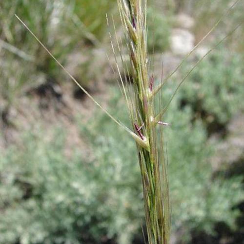 Columbia Needlegrass (Eriocoma nelsonii) - Garden.org