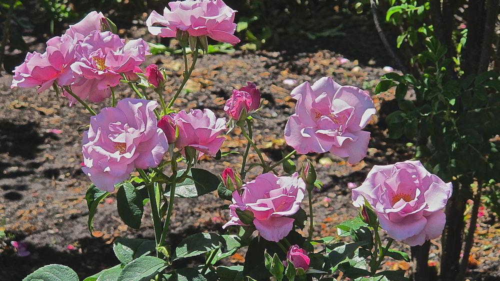 Photo of the entire plant of Rose (Rosa 'Blueberry Hill') posted by ...