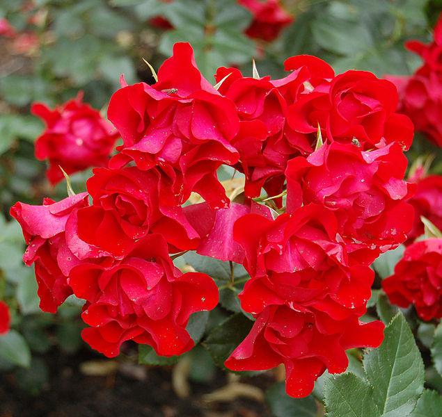 Photo of the bloom of Rose (Rosa 'Black Forest Rose') posted by ...