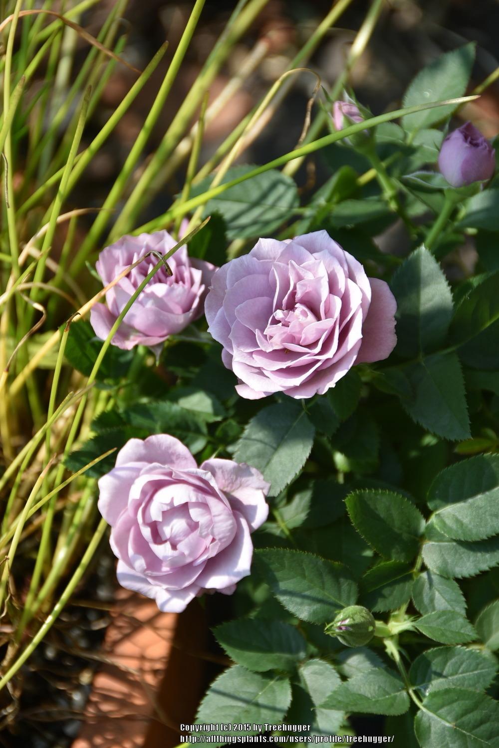 Rose (Rosa 'Lamy Parade') in the Roses Database - Garden.org