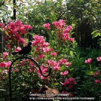 Rose (Rosa 'Betty Prior') in the Roses Database - Garden.org