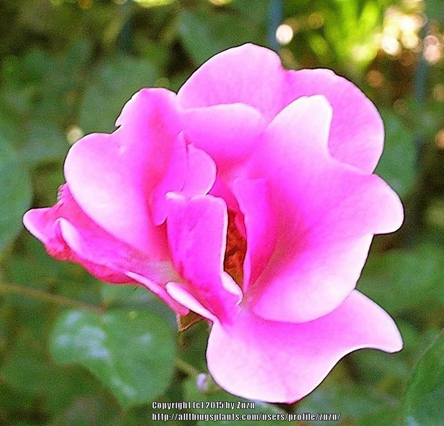 Rose (Rosa 'Betty Prior') in the Roses Database - Garden.org