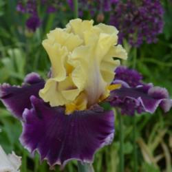 Tall Bearded Iris (Iris 'Football Hero') in the Irises Database ...