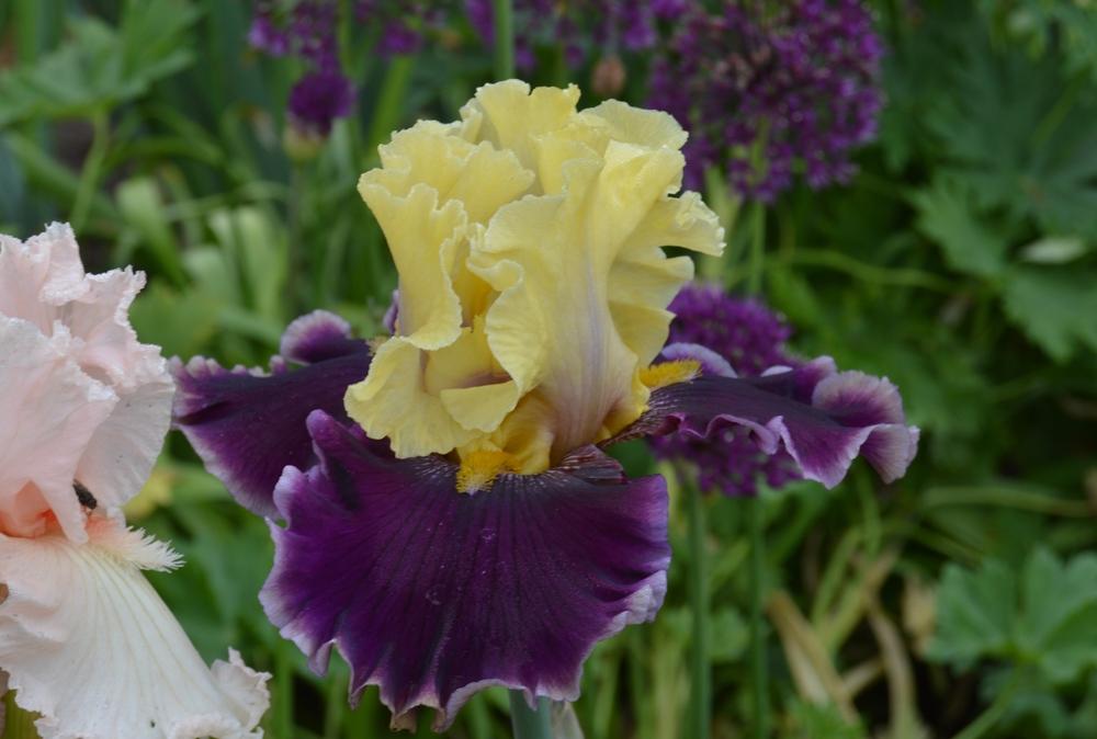 Photo of the bloom of Tall Bearded Iris (Iris 'Football Hero') posted ...