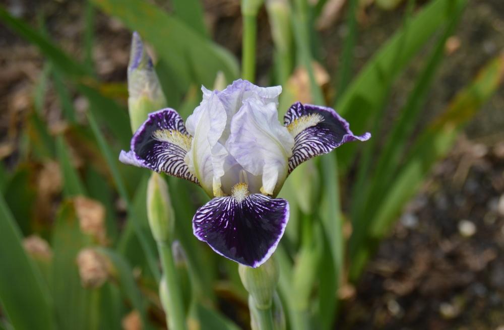 Miniature Tall Bearded Iris (Iris 'Frosted Velvet') in the Irises ...