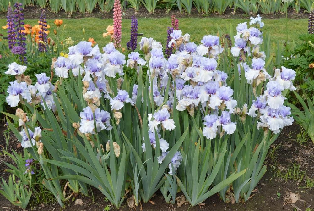 Photo of the bloom of Tall Bearded Iris (Iris 'Fogbound') posted by KentPfeiffer - Garden.org