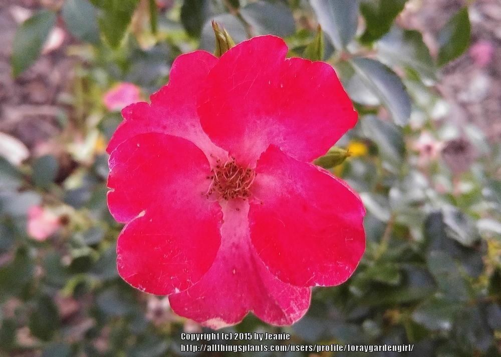 Photo of the bloom of Groundcover Rose (Rosa 'Flower Carpet Coral ...