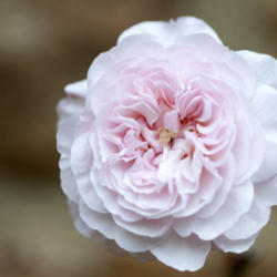 Photo of the entire plant of Rose (Rosa 'The Albrighton Rambler ...