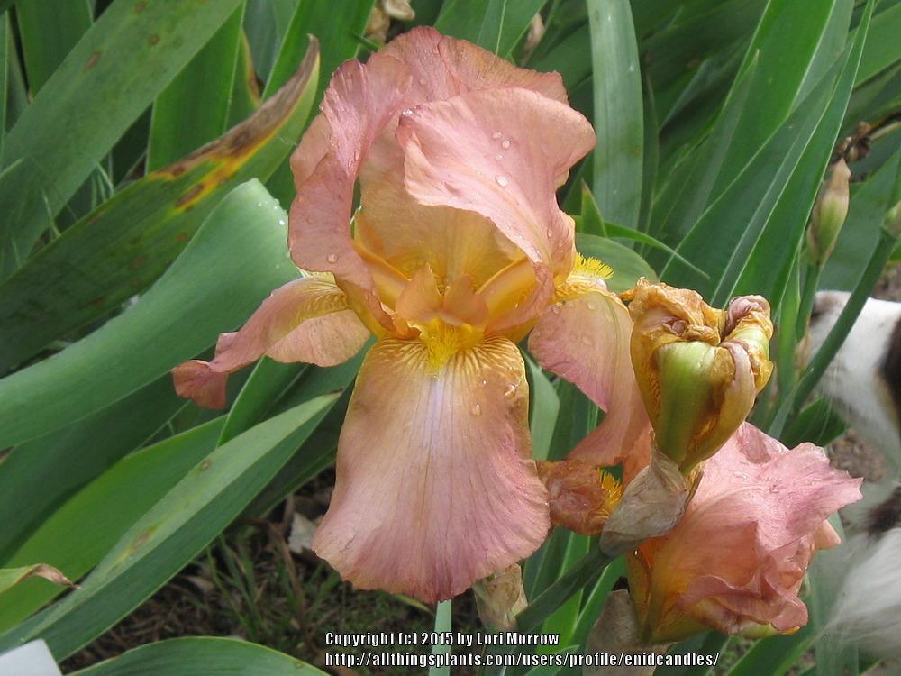 Tall Bearded Iris (Iris 'Tea Rose') in the Irises Database - Garden.org