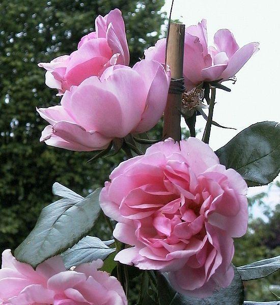 Rose (Rosa 'Centenaire de Lourdes') in the Roses Database - Garden.org