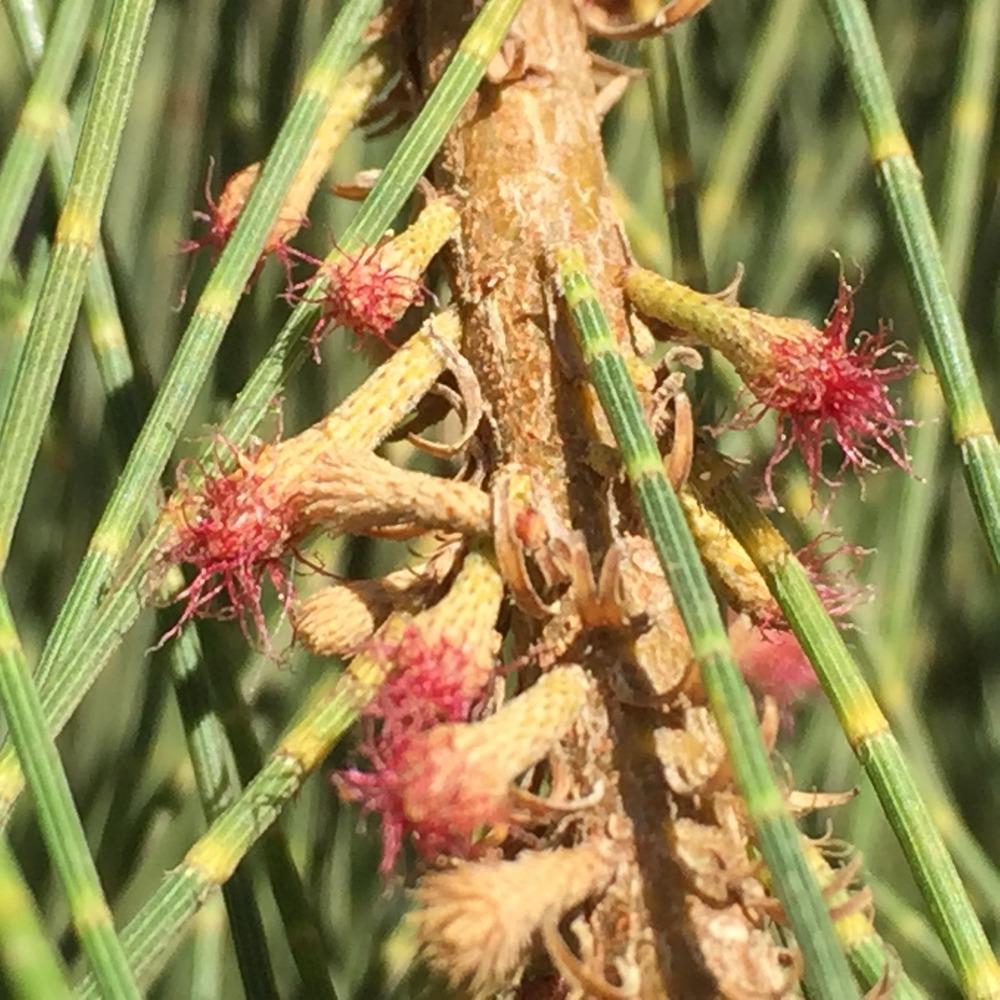 Photo of the bloom of River She-Oak (Casuarina cunninghamiana) posted ...