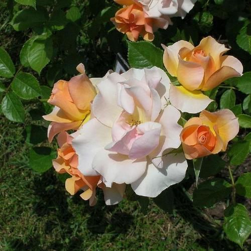 Rose (Rosa 'Carmel Naughton') in the Roses Database - Garden.org