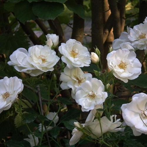 Rose (Rosa 'Evening Star') in the Roses Database - Garden.org