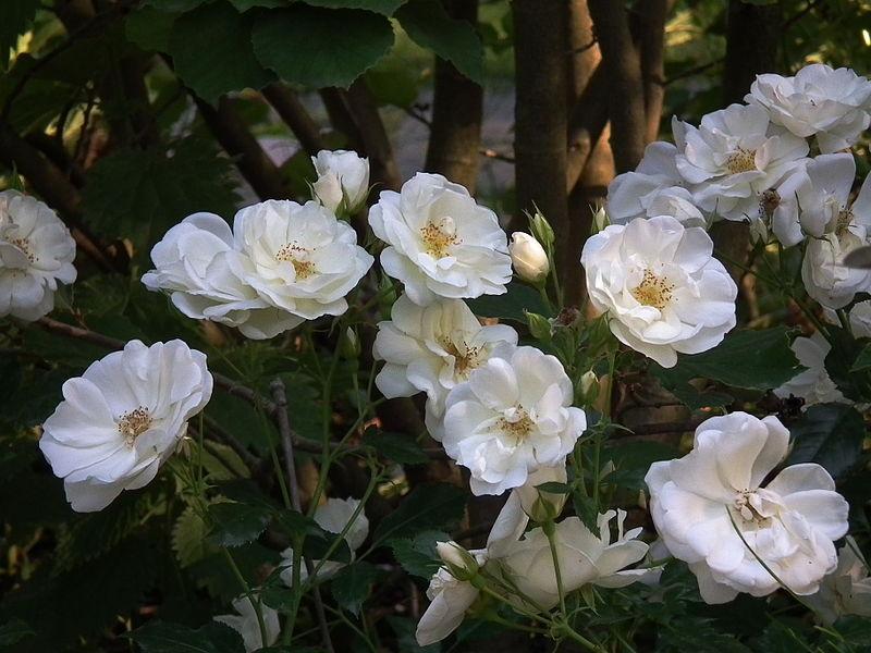 Rose (Rosa 'Evening Star') in the Roses Database - Garden.org