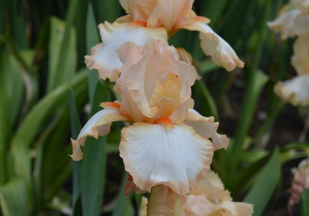Tall Bearded Iris (Iris 'Halo in Peach') in the Irises Database ...