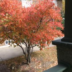 Trees and Shrubs forum: Serviceberry tree - Garden.org