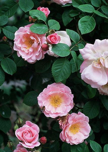 Rose (Rosa 'Fritz Nobis') in the Roses Database - Garden.org