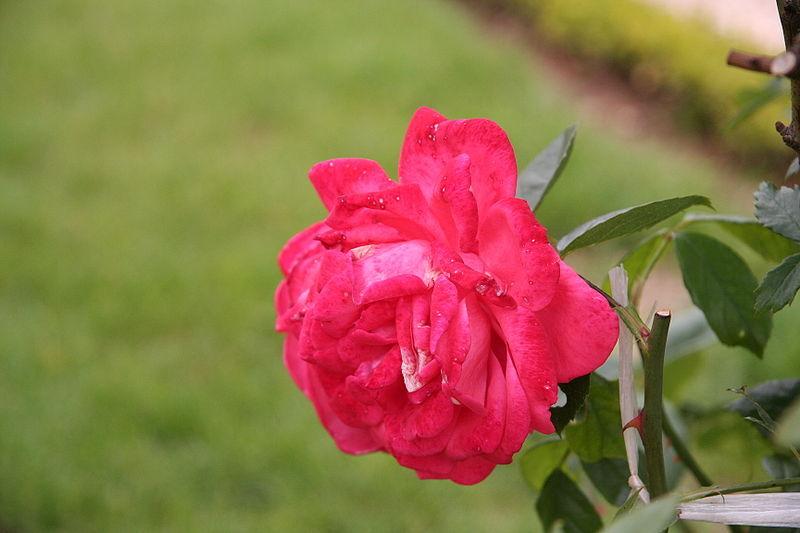 Rose (Rosa 'Edith de Martinelli, Cl.') in the Roses Database - Garden.org