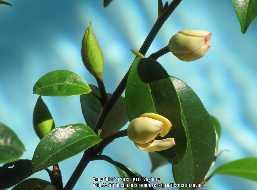Photo of the closeup of buds, sepals and receptacles of Banana Shrub ...