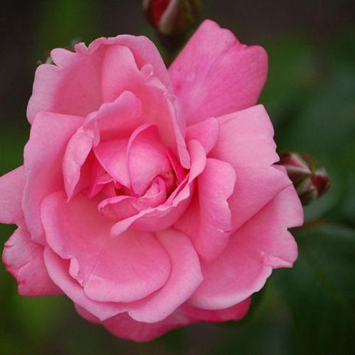 Rose (Rosa 'Georgette') in the Roses Database - Garden.org