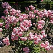 Rose (Rosa 'Gene Boerner') in the Roses Database - Garden.org