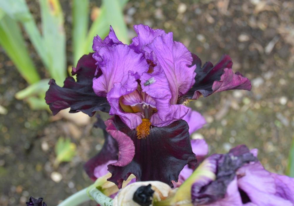 Photo of the bloom of Tall Bearded Iris (Iris 'I'm Back') posted by ...