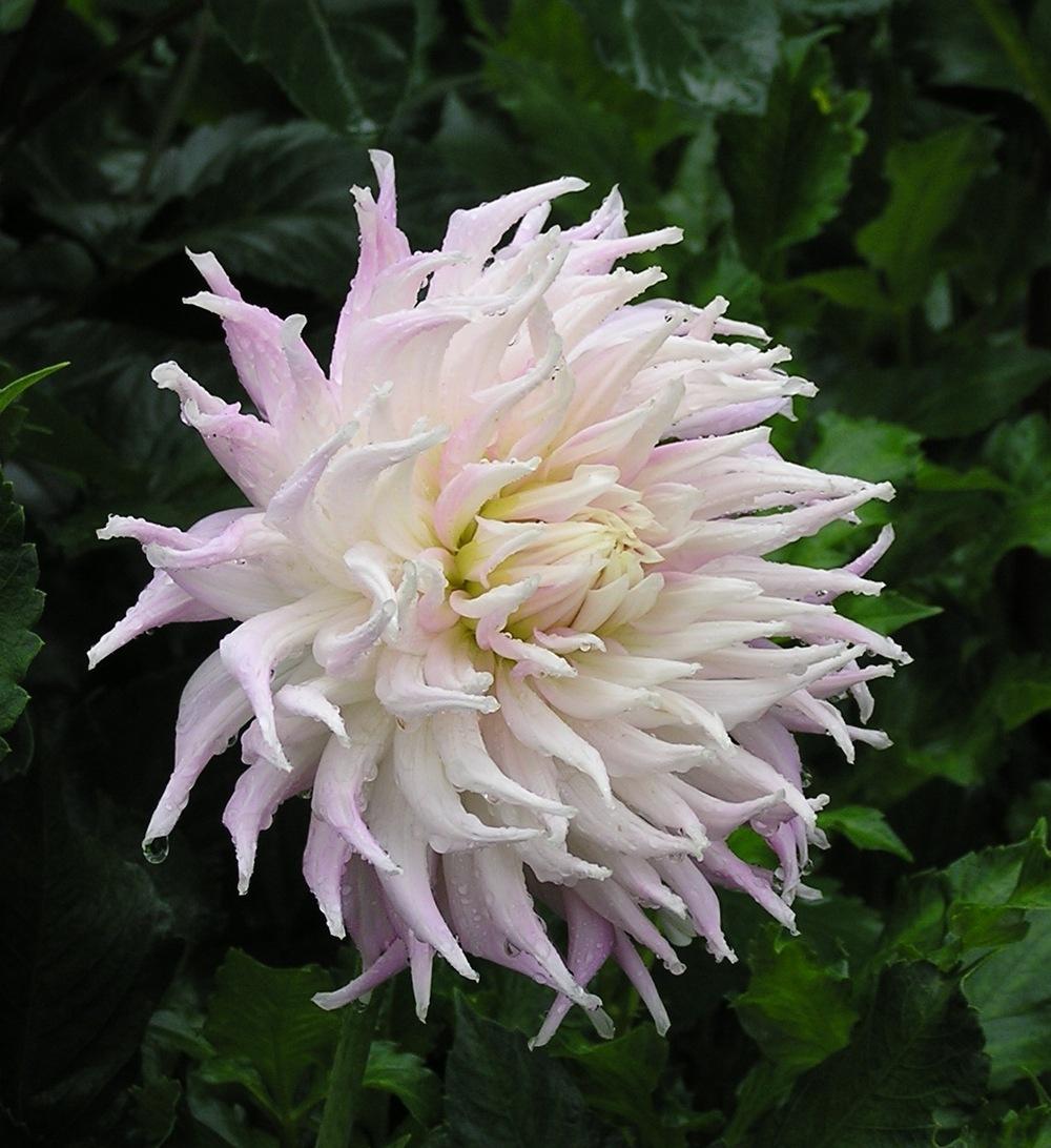 Dahlia 'Mingus Gregory' in the Dahlias Database - Garden.org