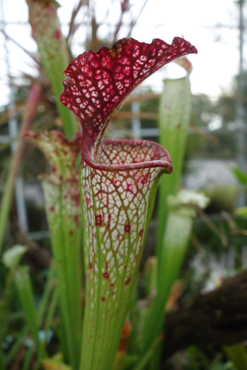 Pitcher Plants: Plant Care and Collection of Varieties - Garden.org
